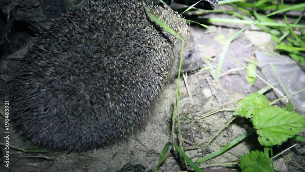 European Hedgehog (Erinaceus europaeus) illuminated by flashlight at ...