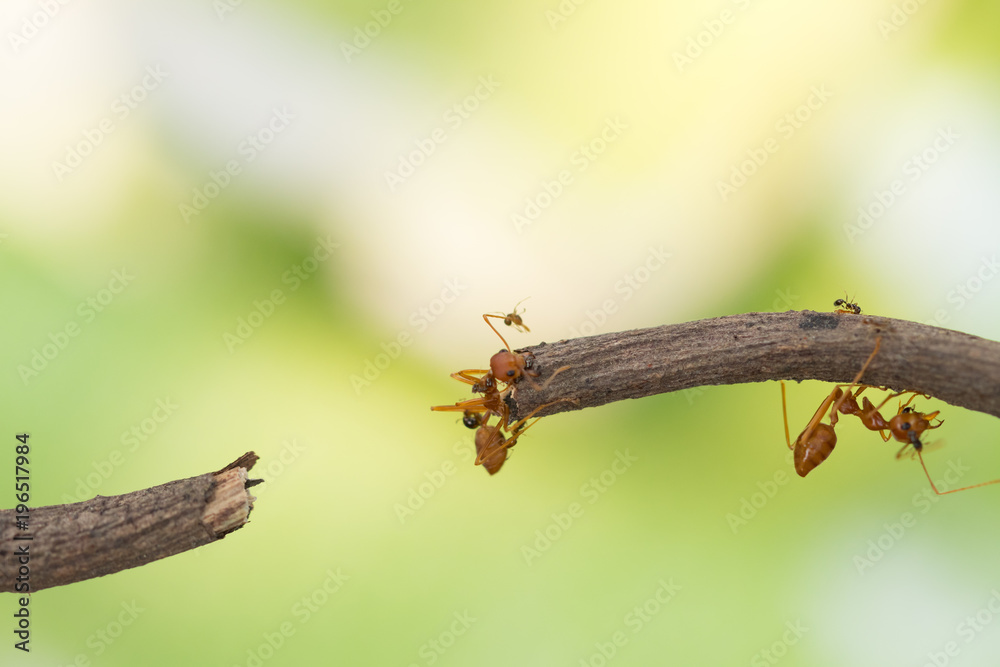 Ant action standing.Ant bridge unity team,Concept team work together ...