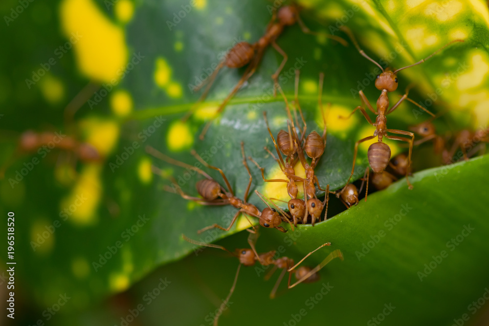 Ant action pulling green leaf.Ant bridge unity team,Concept team work ...