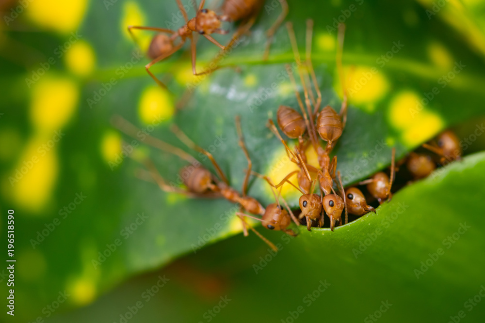 Ant action pulling green leaf.Ant bridge unity team,Concept team work ...