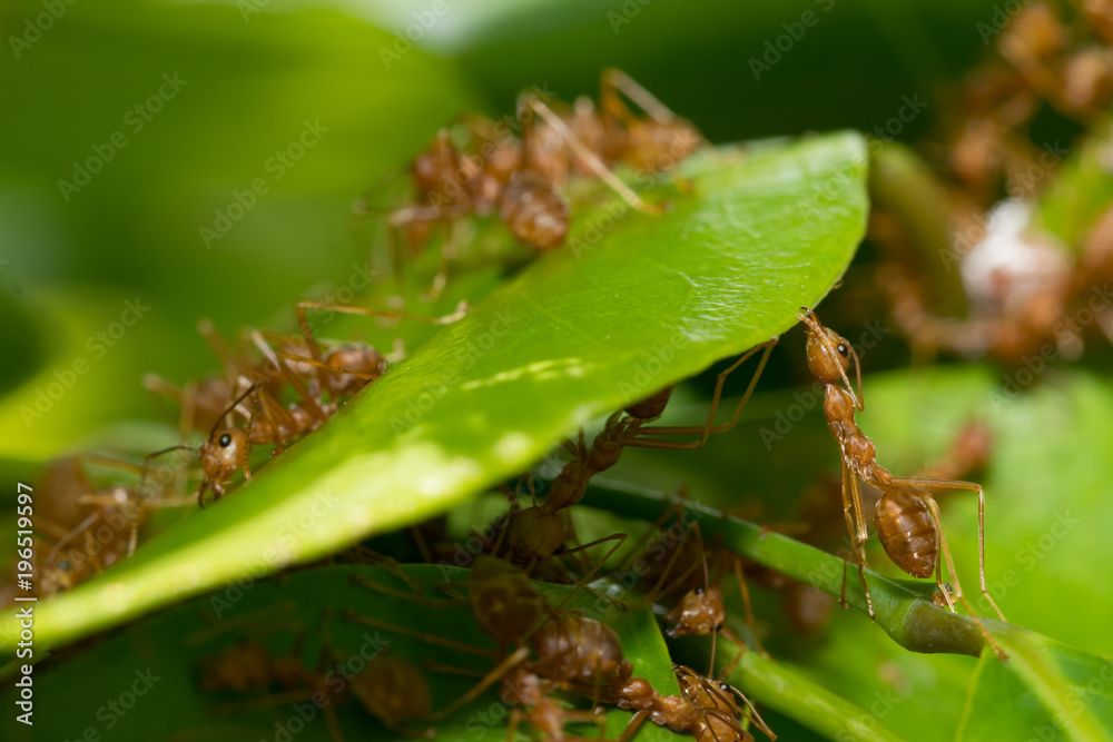 Ants action pulling green leaf.Ant bridge unity team,Concept team work ...