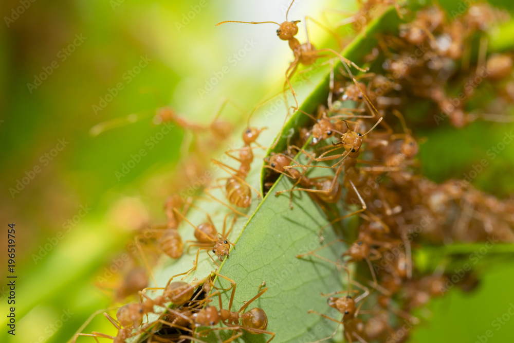 Ants action pulling green leaf.Ant bridge unity team,Concept team work ...