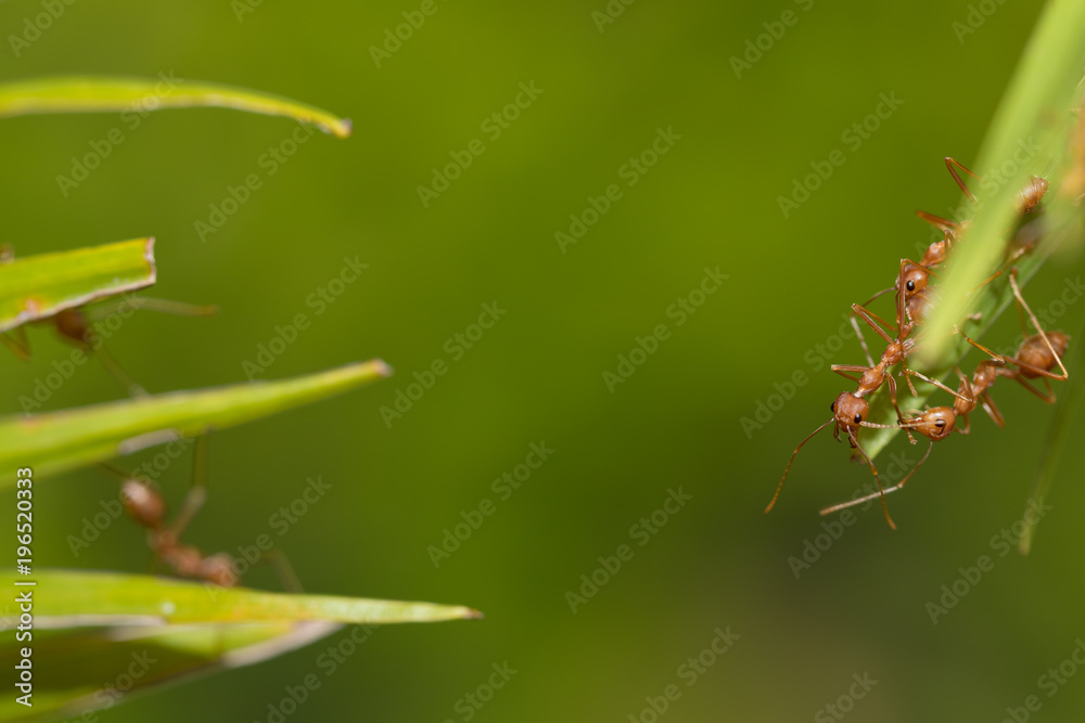 Ants action pulling green leaf.Ant bridge unity team,Concept team work ...
