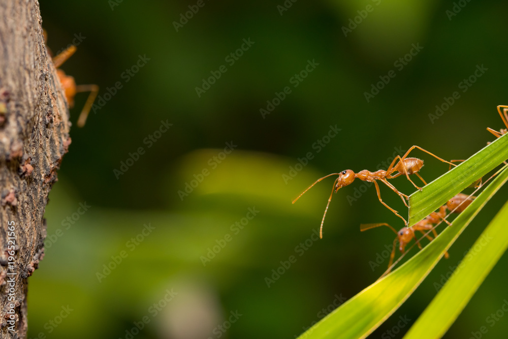 Ant action standing.Ant bridge unity team,Concept team work together ...