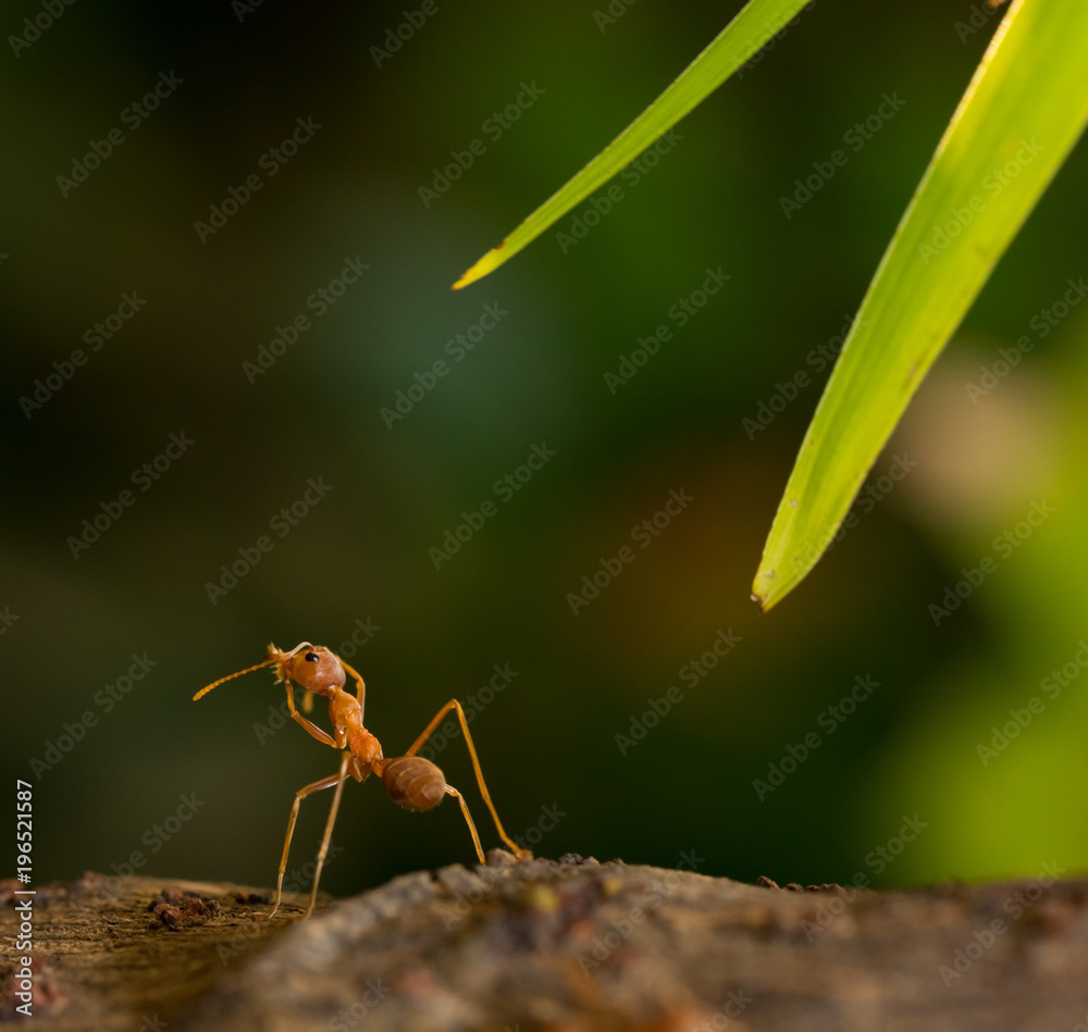 Ant action standing.Ant bridge unity team,Concept team work together ...