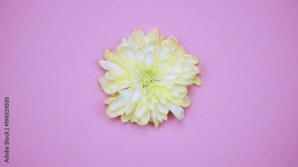 ROTATION: A flower are rotating on a pink background. Top view Stock ...