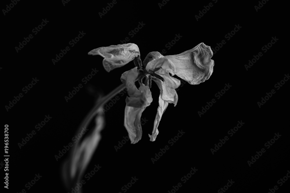 Dying Flower Black And White