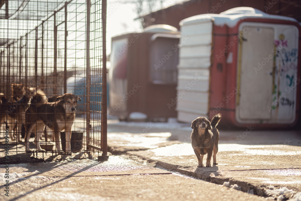 Three stray dogs locked in the cage, a stray puppy outside the cages ...