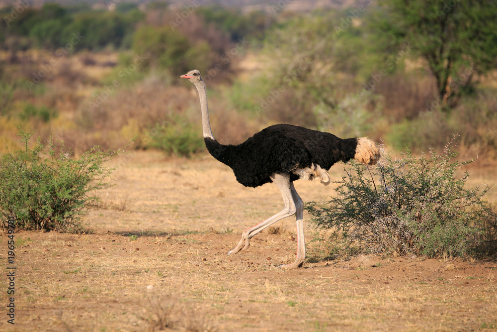 Strauß Stock-Foto | Adobe Stock