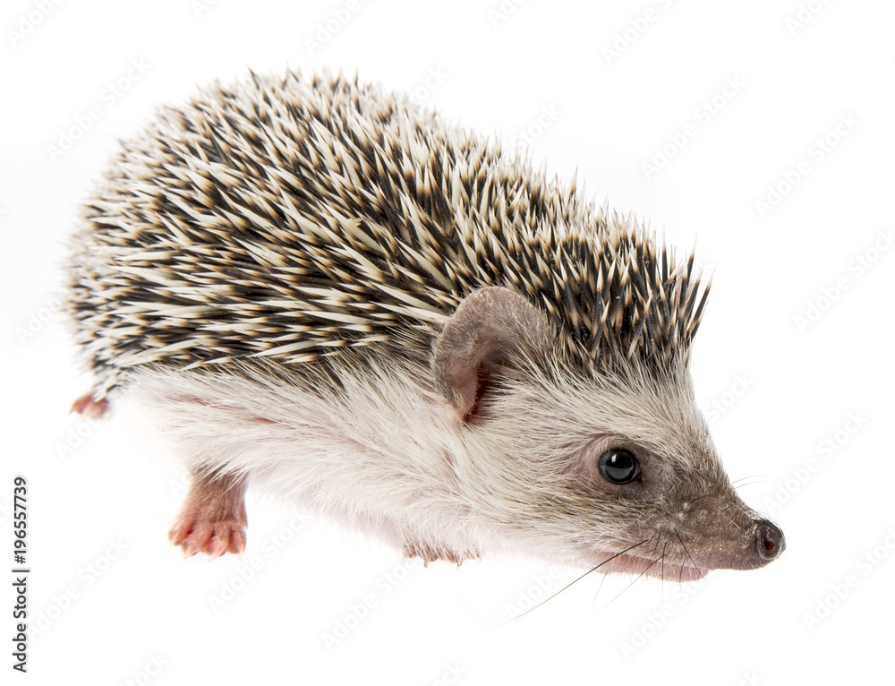 Four-toed Hedgehog (African pygmy hedgehog) - Atelerix albiventris ...