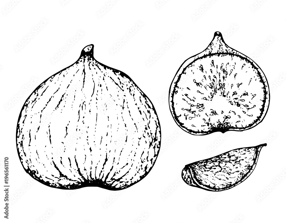 Black and white fruit sketch hand drawing isolated vector illustration ...