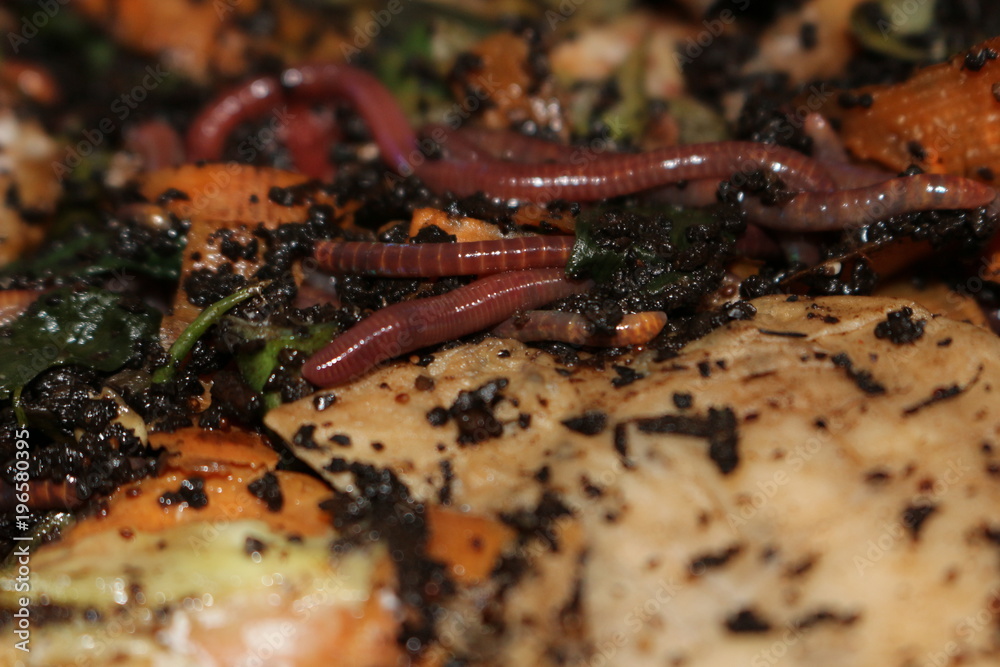 vermicomposting is a way for people with small properties to compost ...