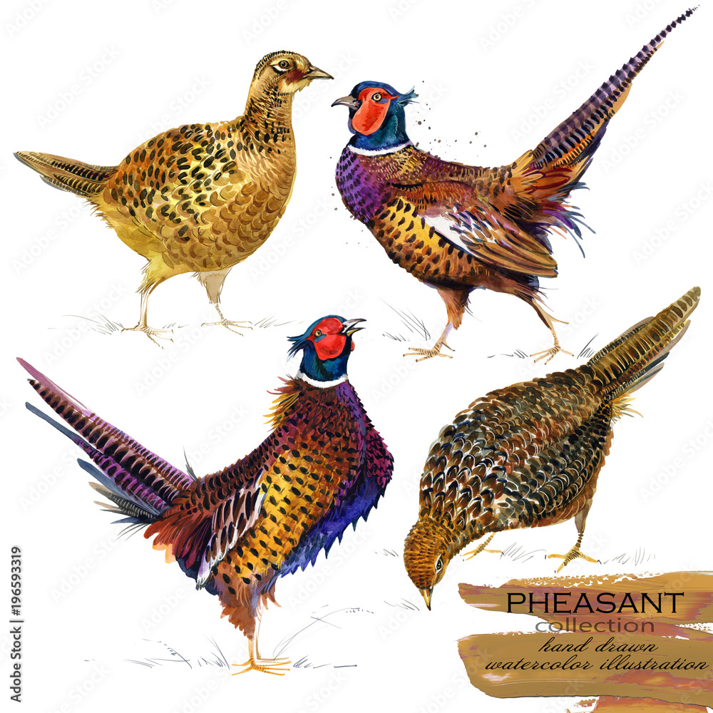 Poster pheasant hand drawn watercolor illustration set – Wall Art ...