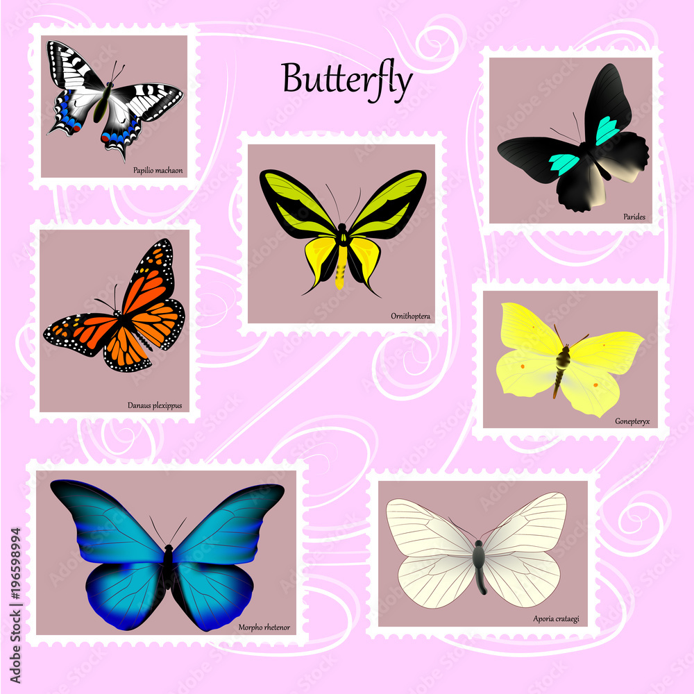 All Butterflies Names