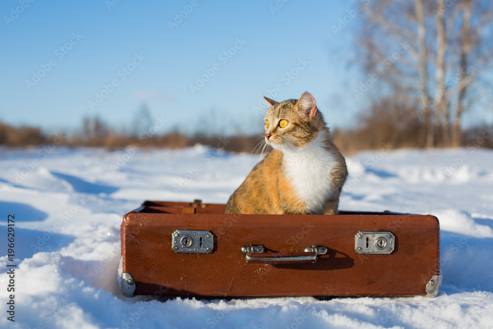 Кошка сидит в чемодане на улице зимой Stock Photo | Adobe Stock