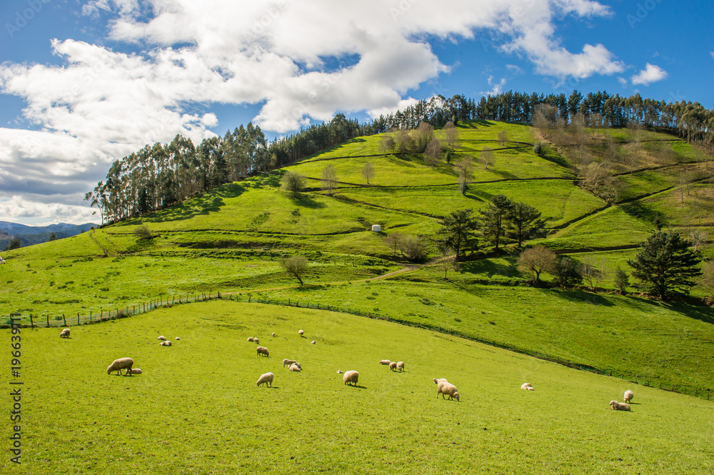 ovejas pastando foto de Stock | Adobe Stock