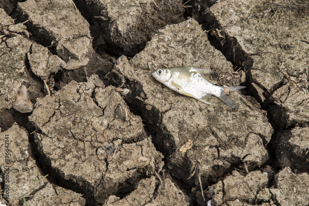 died fish on cracked earth. concept for drought ,river dried up, famine ...
