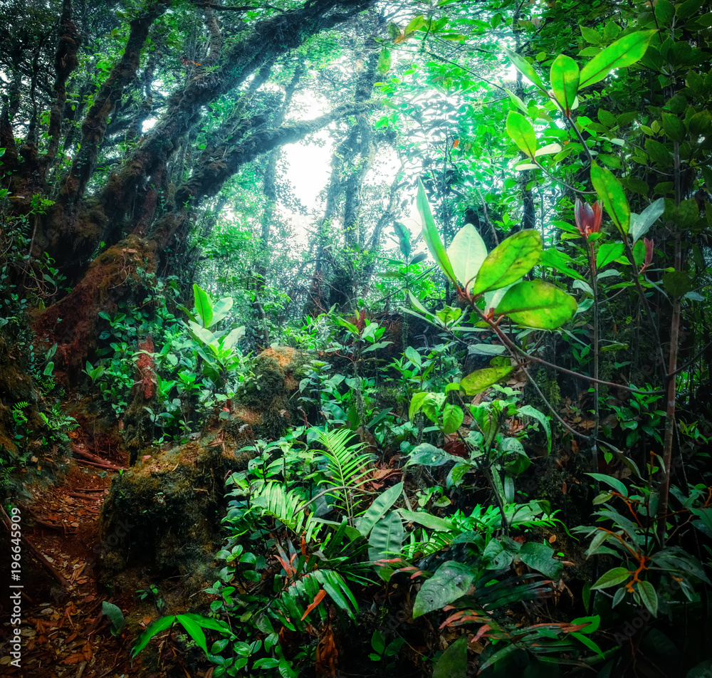 Colorful Tropical Rainforest Photography