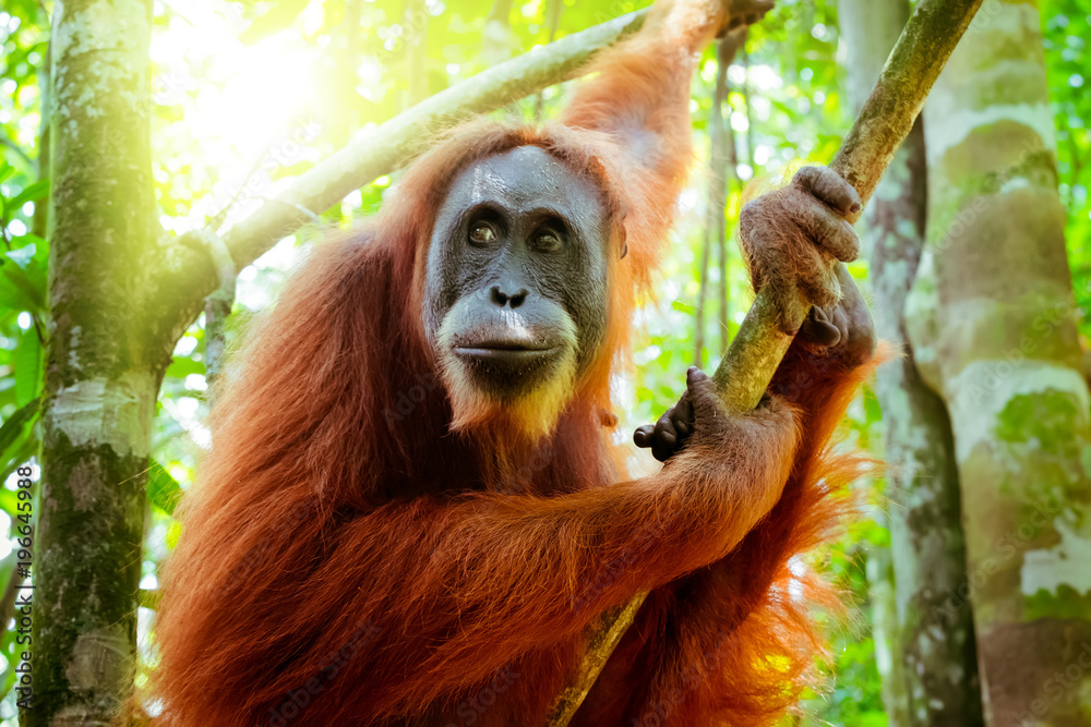 Female orangutan sits grasping tree trunk and looks around against ...