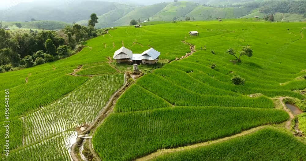 Asian rice field terrace on mountain side, lush agriculture land. Rice ...