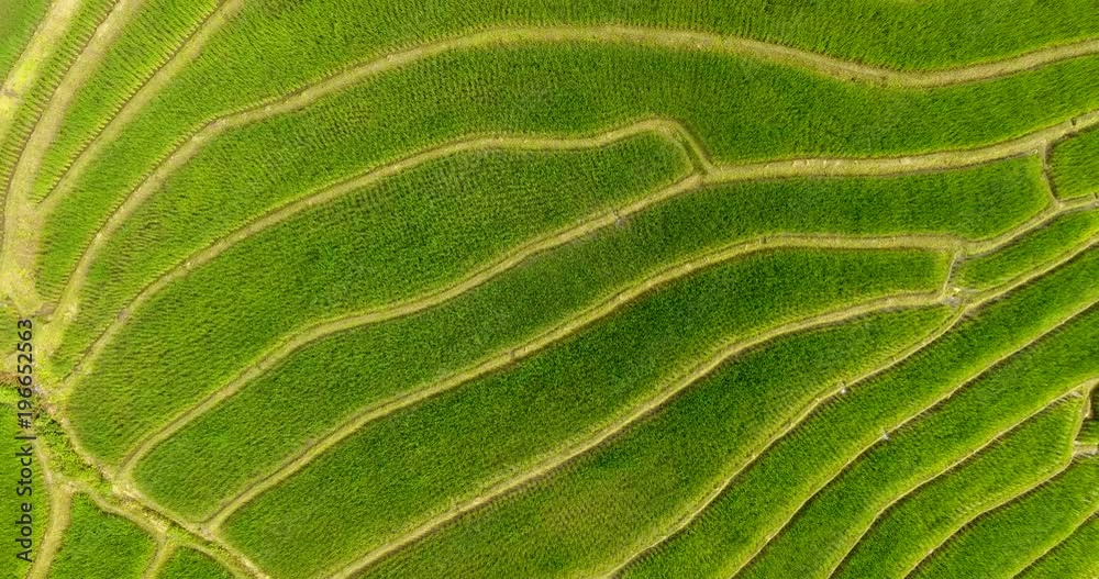 Asian rice field terrace on mountain side, lush agriculture land. Rice ...