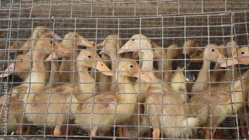 Ducks in a cage on a farm. The farming of ducks for meat Stock Video ...