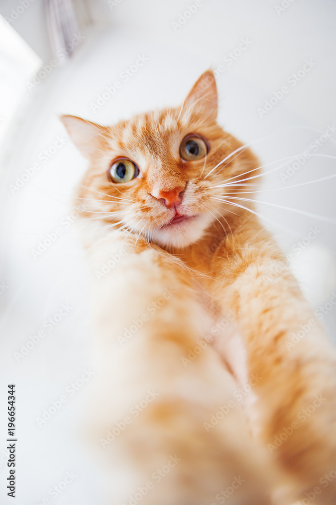 Cute Fluffy Orange Cat