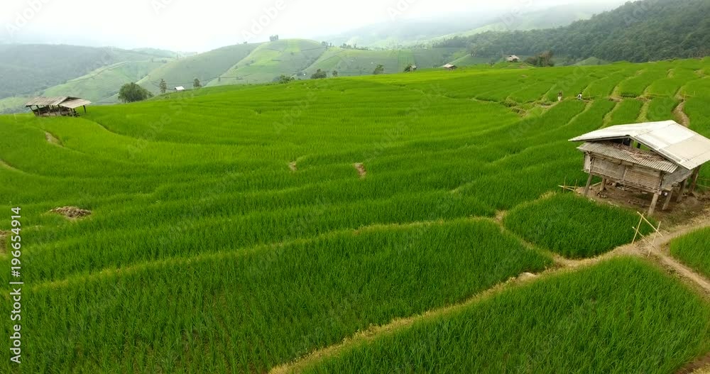 Asian rice field terrace on mountain side, lush agriculture land. Rice ...
