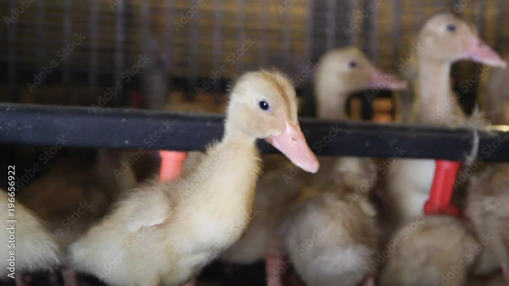 Ducks in a cage on a farm. The farming of ducks for meat Stock Video ...