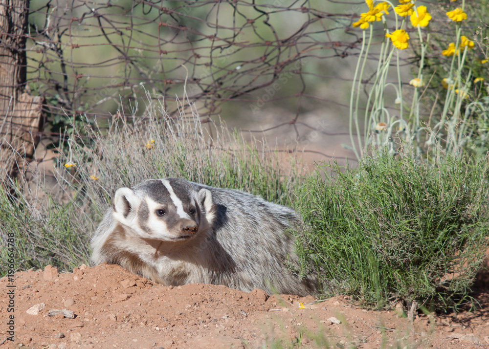 Desert Badger