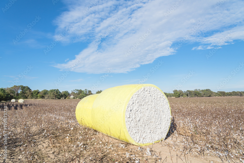 Row of round bales of harvested fluffy cotton wrapped in yellow plastic ...