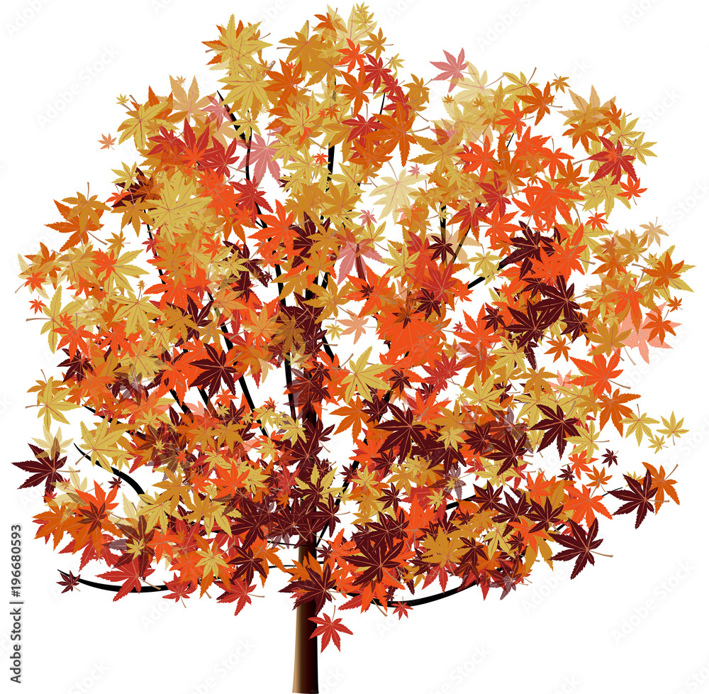 Maple Tree Stock Illustration | Adobe Stock
