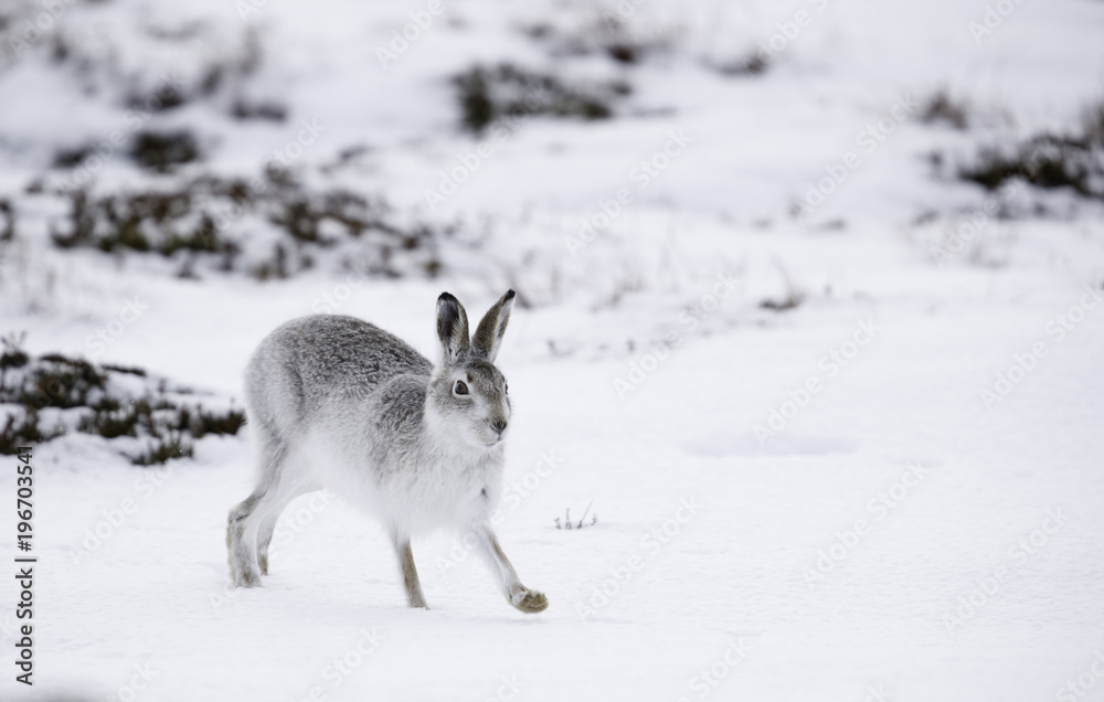 Foto de White mountain hare sitting on snow in the cairngorms of ...