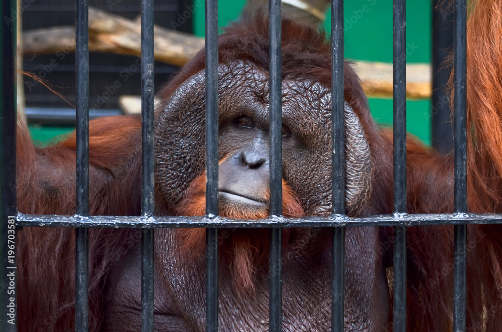 The orangutan ape monkey was captured in a zoo cage loss of freedom ...