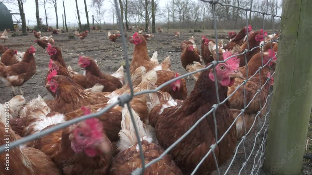 Free range chicken behind a fence. Cocks and hen are curious about the ...