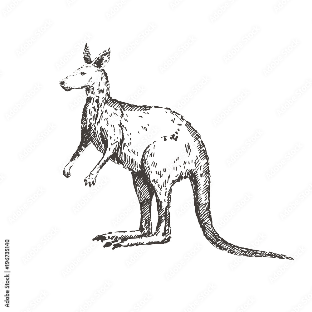 Hand drawn kangaroo. Sketch, vector illustration. Stock Vector | Adobe ...