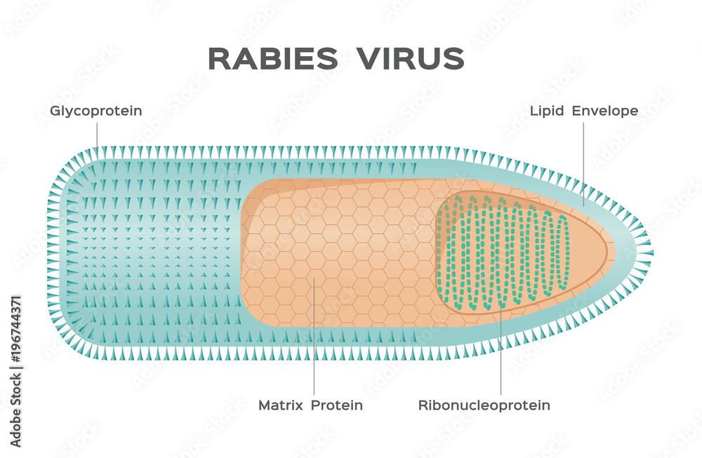 rabies virus vector / anatomy Stock Vector | Adobe Stock