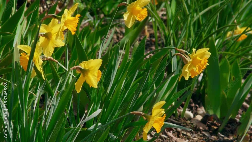 Vidéo Stock Daffodils dancing in the wind | Adobe Stock