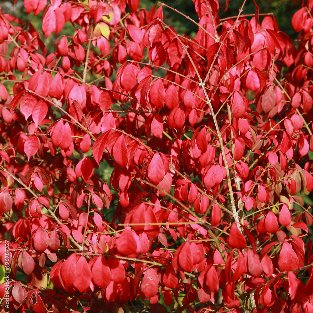Euonymus alatus Stock Photo | Adobe Stock