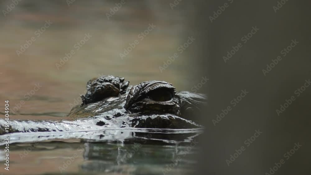 Eyes of false gharial or Tomistoma floating in the water of a river ...