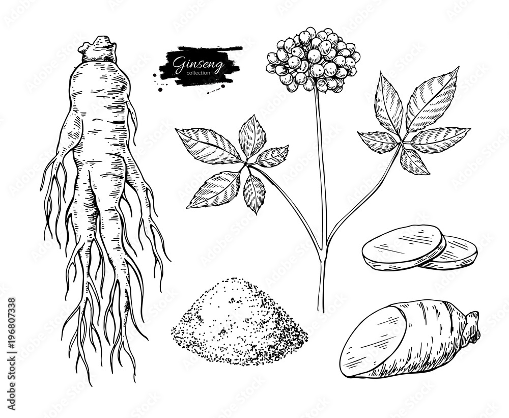 Ginseng vector drawing. Medical plant sketch. Engraved botanical Stock ...