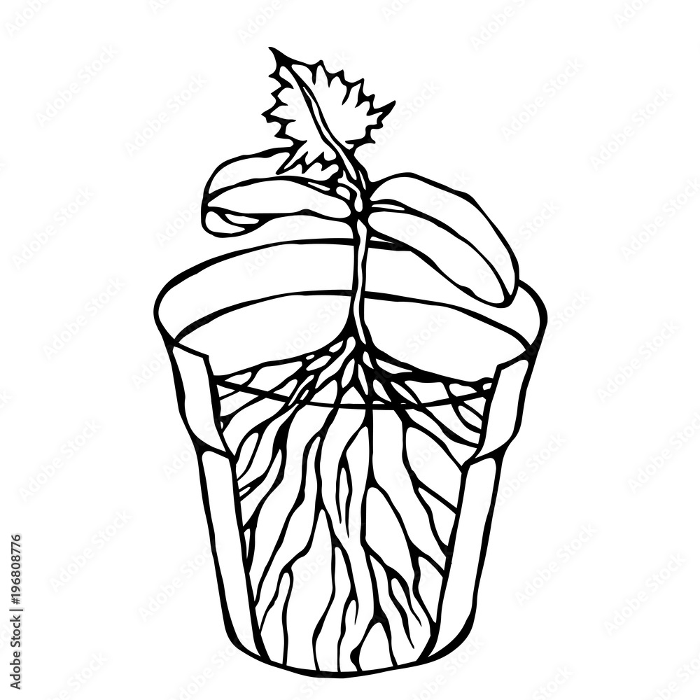 Soil In A Pot Clipart