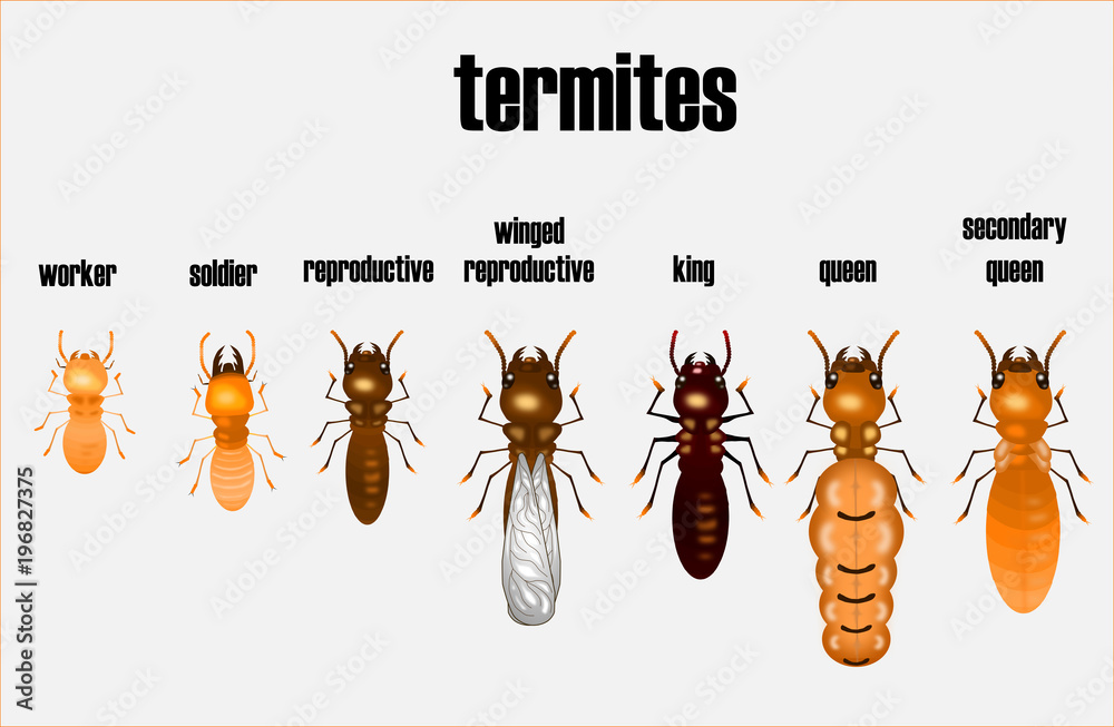 Poster termite life cycle,cartoon style,vector. – Muurposter | Europosters