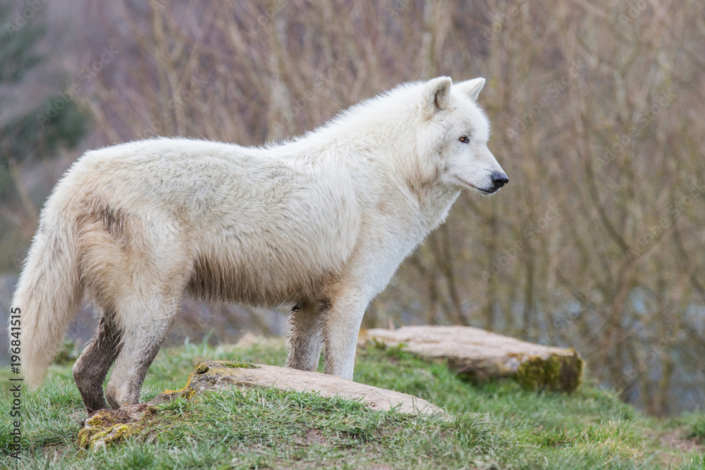 White Wolf Side View