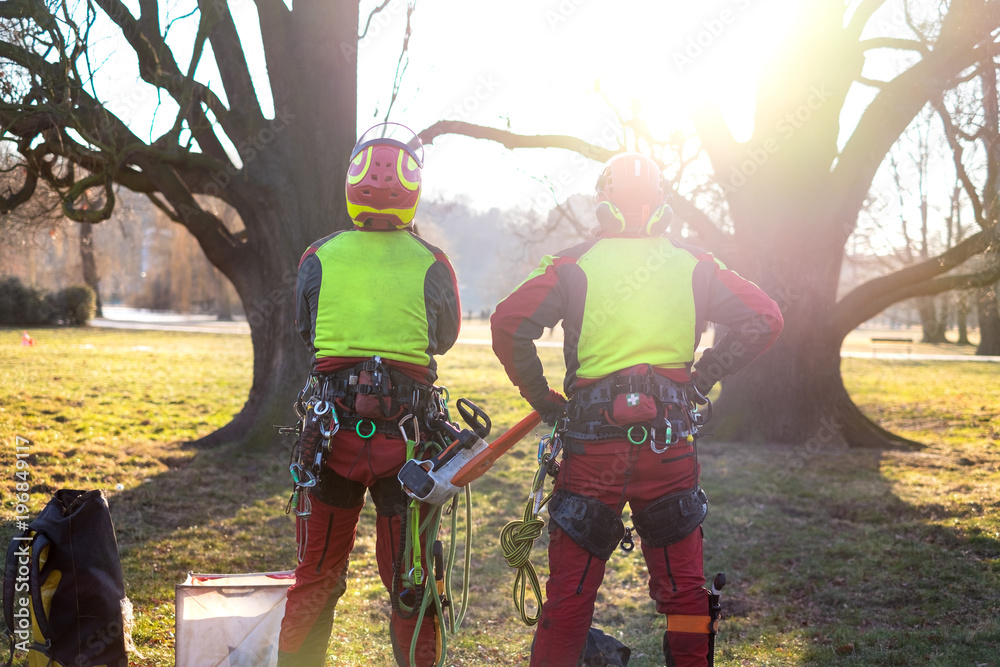 Two arborist men standing against two big trees. The worker with helmet ...