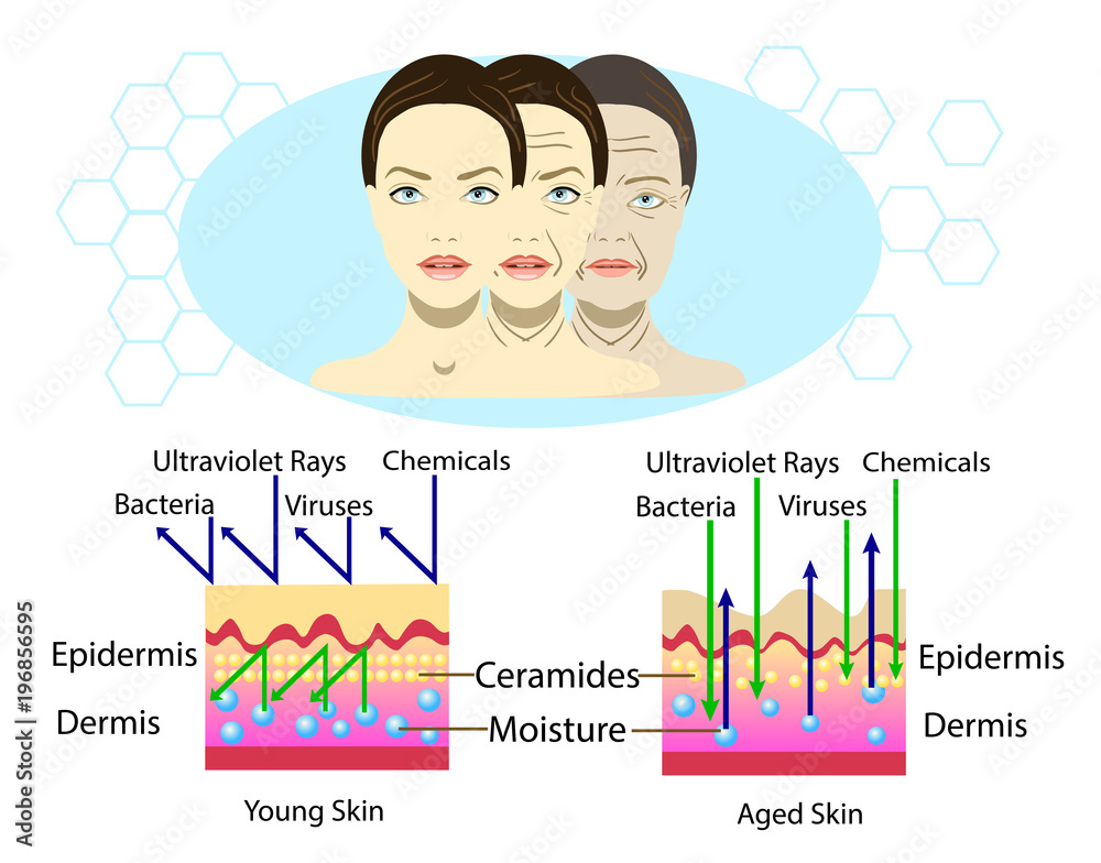 Effect of environment on the skin, three types of face, vector ...