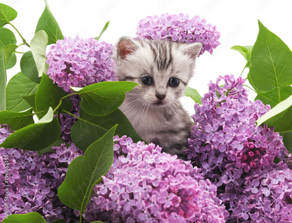 Kitten in lilac. Stock Photo | Adobe Stock