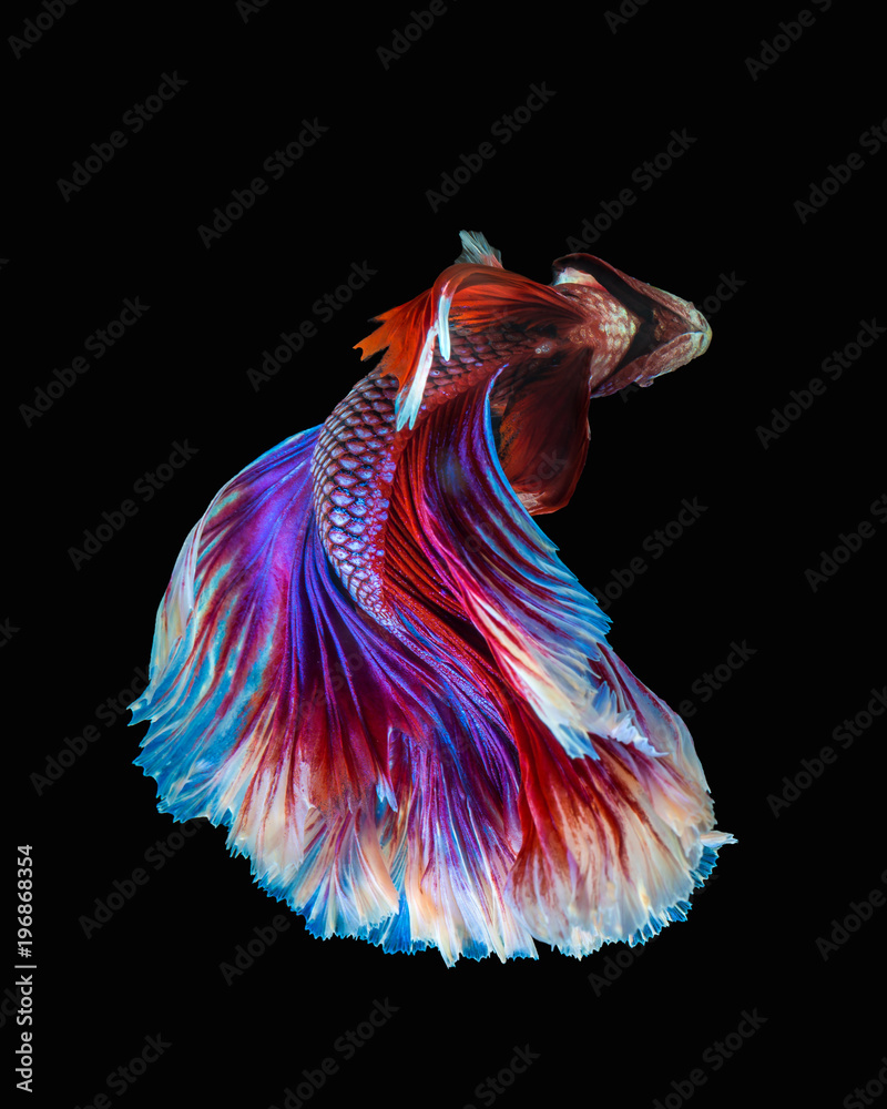 Beautiful Betta Fish