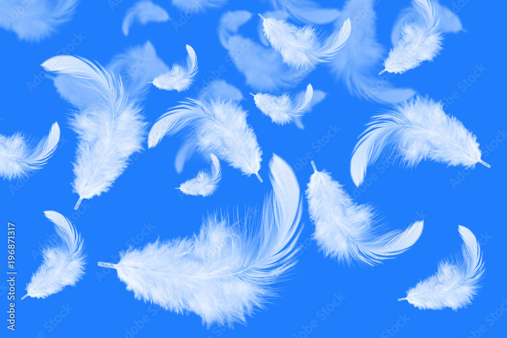 White Feather Falling