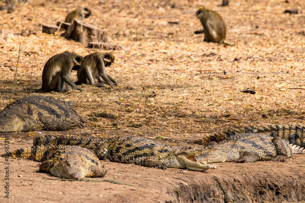 Nile crocodile and monkeys in the Bandia Reserve in Senegal, West ...